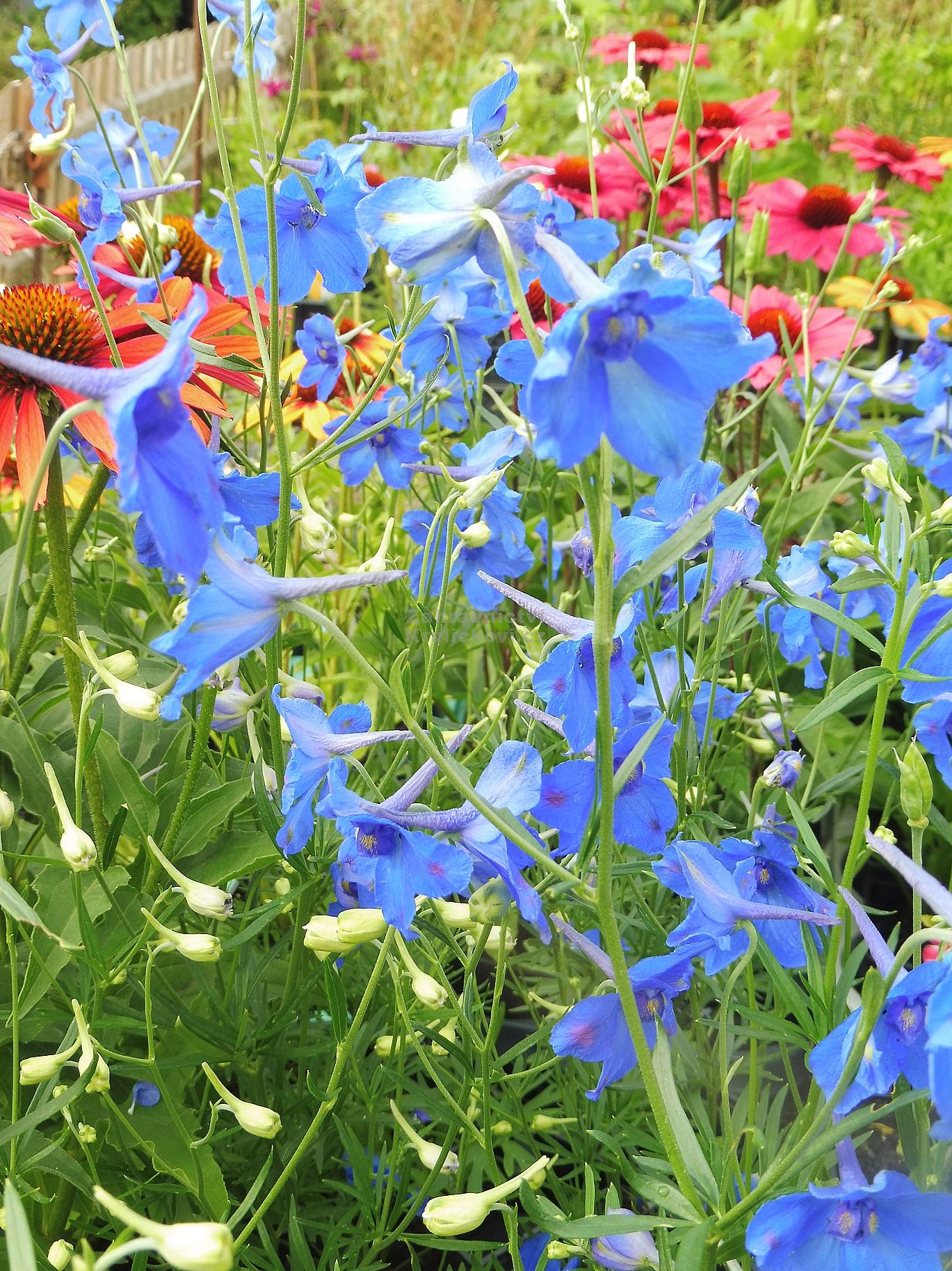 Delphinium grandiflorum " Ocean Cheer Blue " - ostrožka, stračka ...