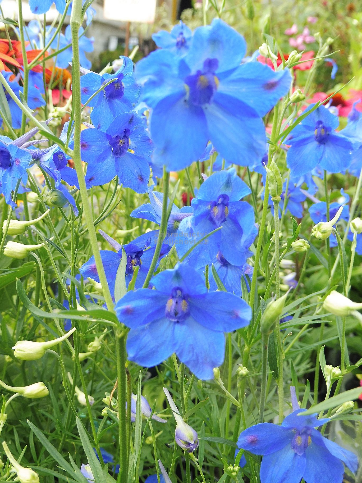 Delphinium grandiflorum " Ocean Cheer Blue " - ostrožka, stračka ...