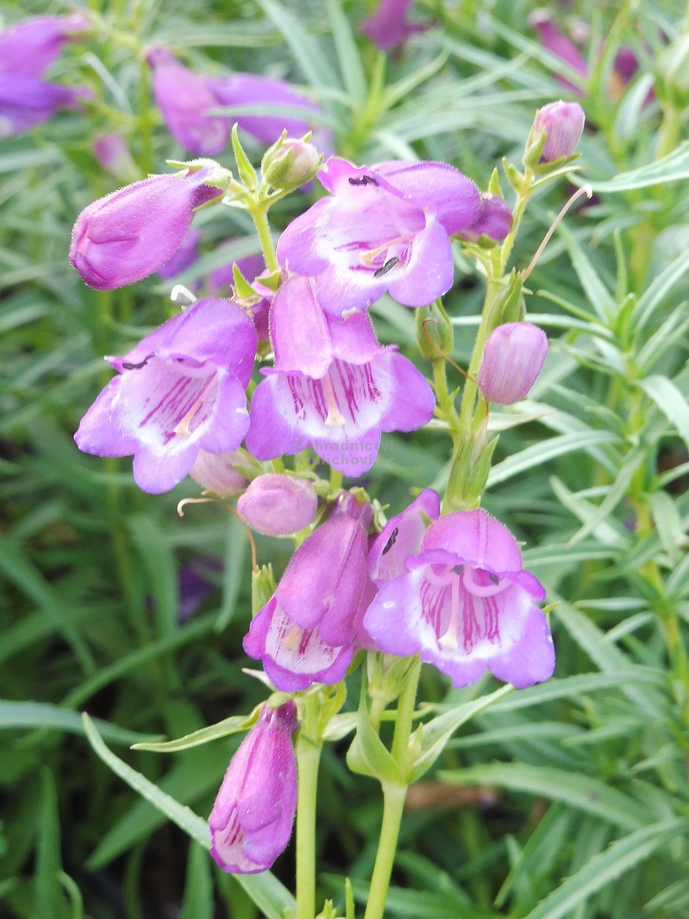 Penstemon x mexicali " Sunburst Amethyst " - dračík Zahradnictví ...