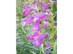 Penstemon x mexicali " Sunburst Amethyst " - dračík Zahradnictví ...