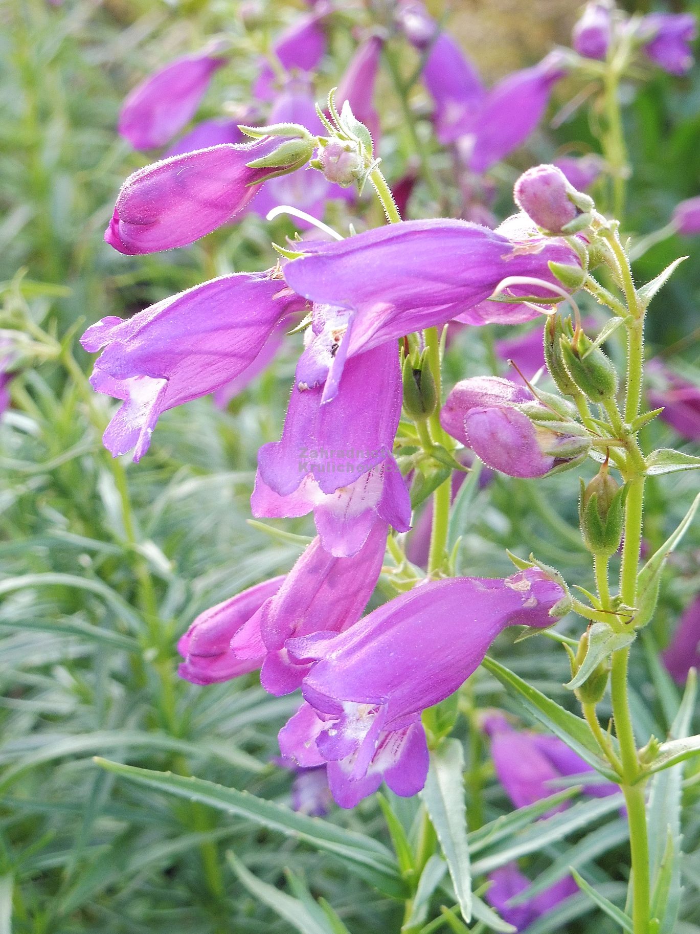 Penstemon x mexicali " Sunburst Amethyst " - dračík Zahradnictví ...