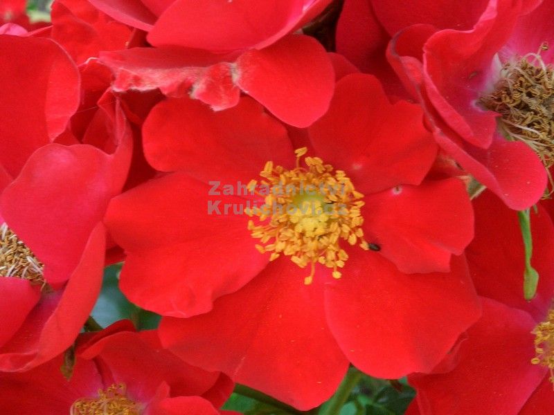 Rosa " Royal Bassino " Zahradnictví Krulichovi - zahradnictví ...