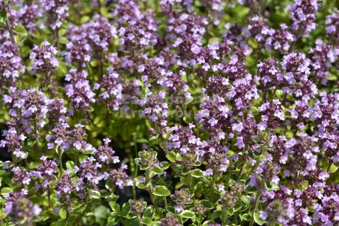 Thymus pulegioides " Foxley " - mateřídouška Zahradnictví Krulichovi ...