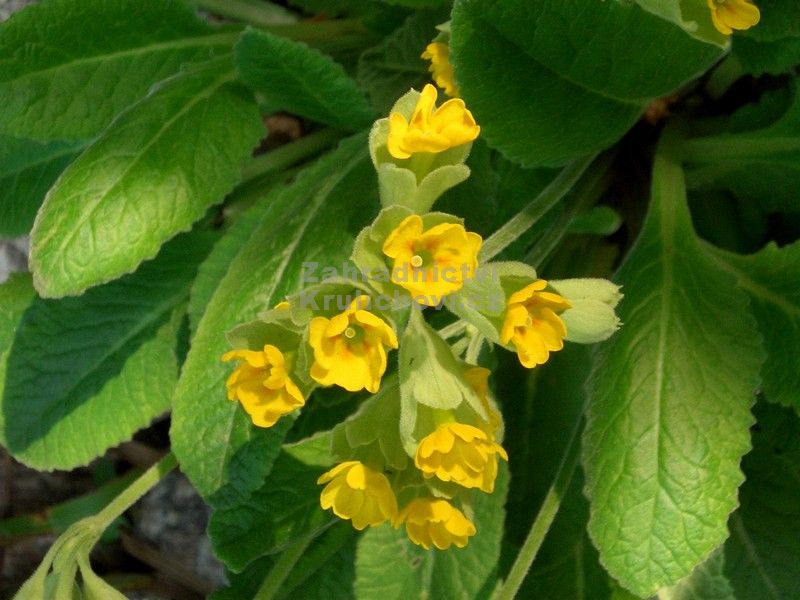 Primula veris ( officinalis ) - prvosenka jarní, petrklíč Zahradnictví ...