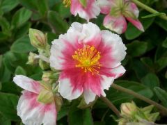 Helianthemum " Raspberry Ripple " - devaterník Zahradnictví Krulichovi ...