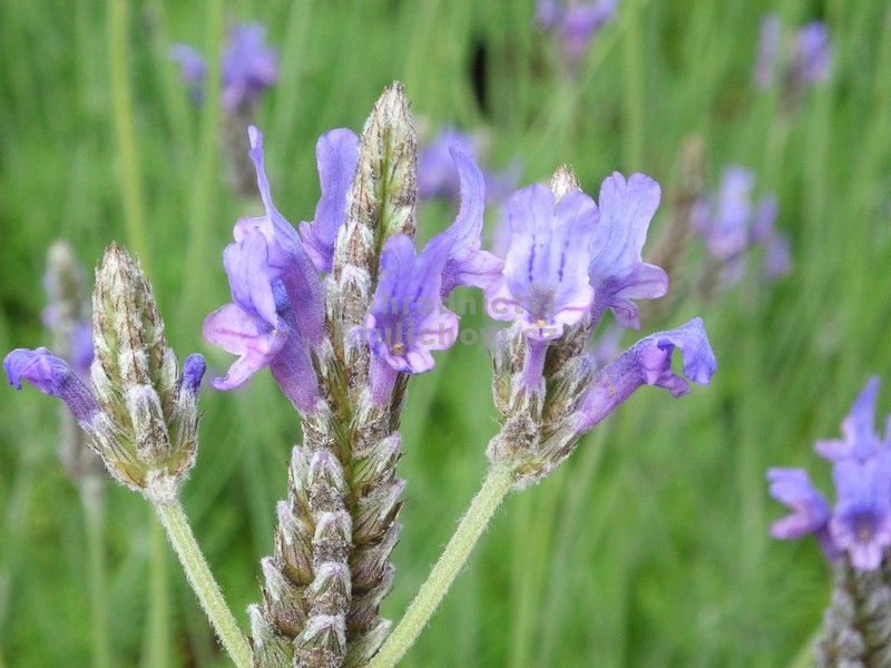 Lavandula multifida " Blue Wonder " - levandule Zahradnictví Krulichovi ...