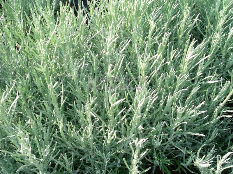 Helichrysum italicum - smil italský, kari, maggi koření Zahradnictví ...