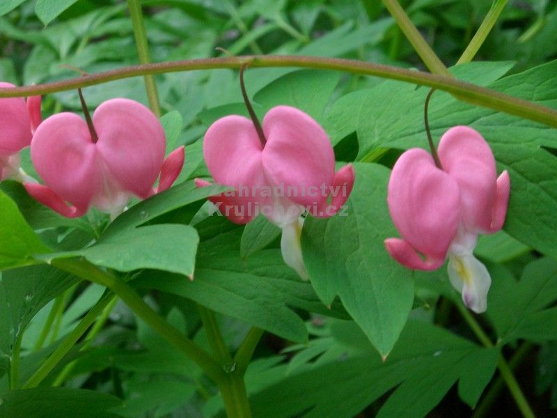 Dicentra spectabilis - srdcovka Zahradnictví Krulichovi - zahradnictví ...