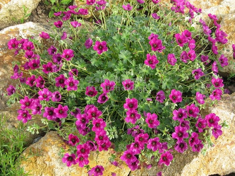 Geranium cinereum " Purple Pillow " - kakost Zahradnictví Krulichovi ...