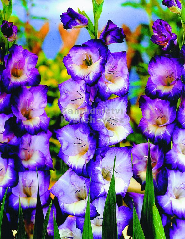 Gladiolus " Purple King " - gladiol, mečík Zahradnictví Krulichovi - zahradnictví, květinářství ...