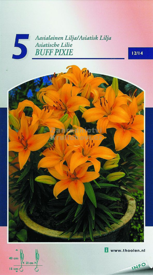 Lilium " Buff Pixie " - lilie asijská, nízká Zahradnictví Krulichovi ...