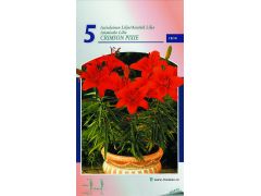 Lilium " Crimson Pixie " - lilie asijská,nízká Zahradnictví Krulichovi ...