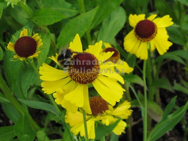 Helenium × hybridum " Wesergold " - záplevák Zahradnictví Krulichovi ...