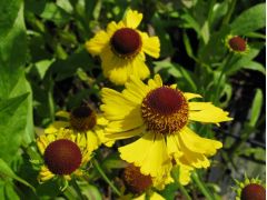 Helenium × hybridum " Wesergold " - záplevák Zahradnictví Krulichovi ...