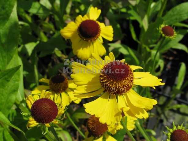 Helenium × hybridum " Wesergold " - záplevák Zahradnictví Krulichovi ...
