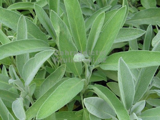 Salvia officinalis " Extrakta " - šalvěj lékařská Zahradnictví ...