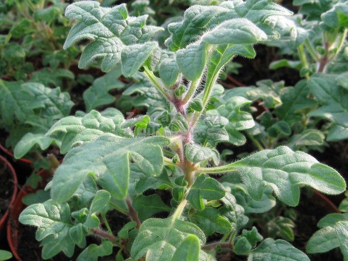 Iboza species, synonymum Tetradenia species - lidově zvaná migrénovník ...