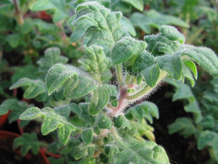 Iboza species, synonymum Tetradenia species - lidově zvaná migrénovník ...