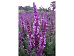Salvia nemorosa " Sensation Pink " ® - šalvěj hajní Zahradnictví ...