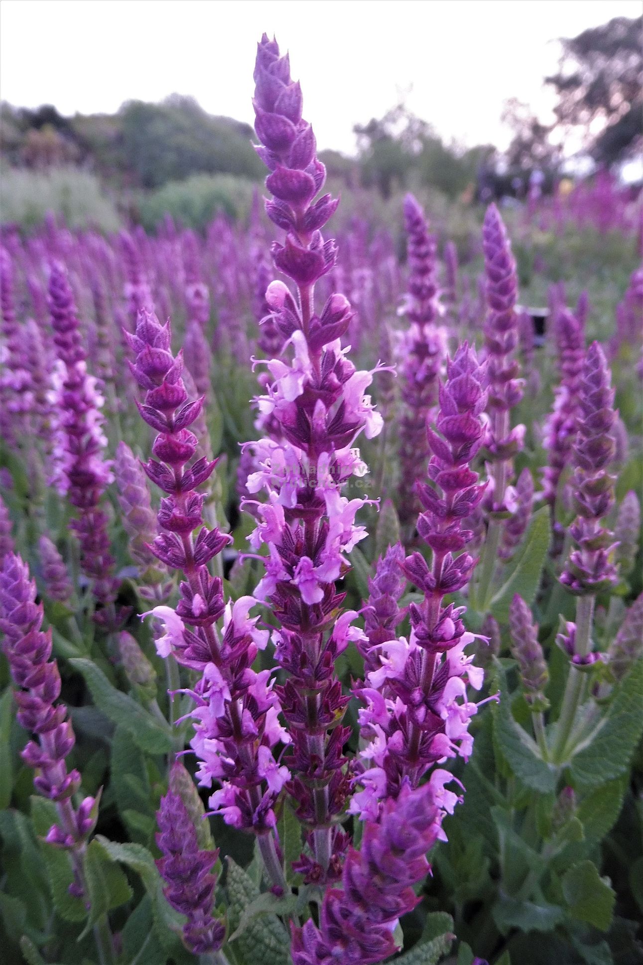 Salvia nemorosa " Sensation Pink " ® - šalvěj hajní Zahradnictví ...