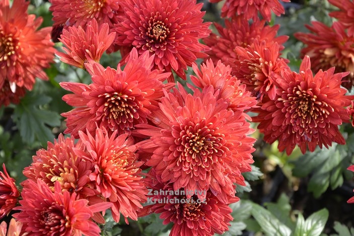 Chrysanthemum ( Dendranthema ) x indicum " Brennpunkt " - chryzantéma ...