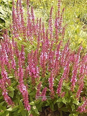 Salvia nemorosa " Sensation Medium Deep Rose " ® - šalvěj hajní ...