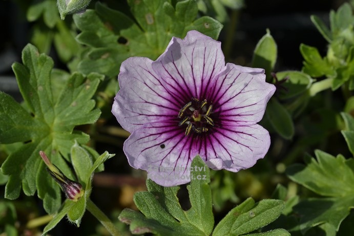 Geranium cinereum " Thumbling Hearts " - kakost Zahradnictví Krulichovi ...