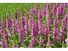 Lythrum salicaria " Robin " - kyprej Zahradnictví Krulichovi ...