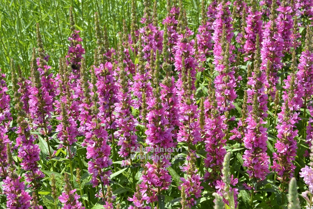 Lythrum salicaria " Robin " - kyprej Zahradnictví Krulichovi ...