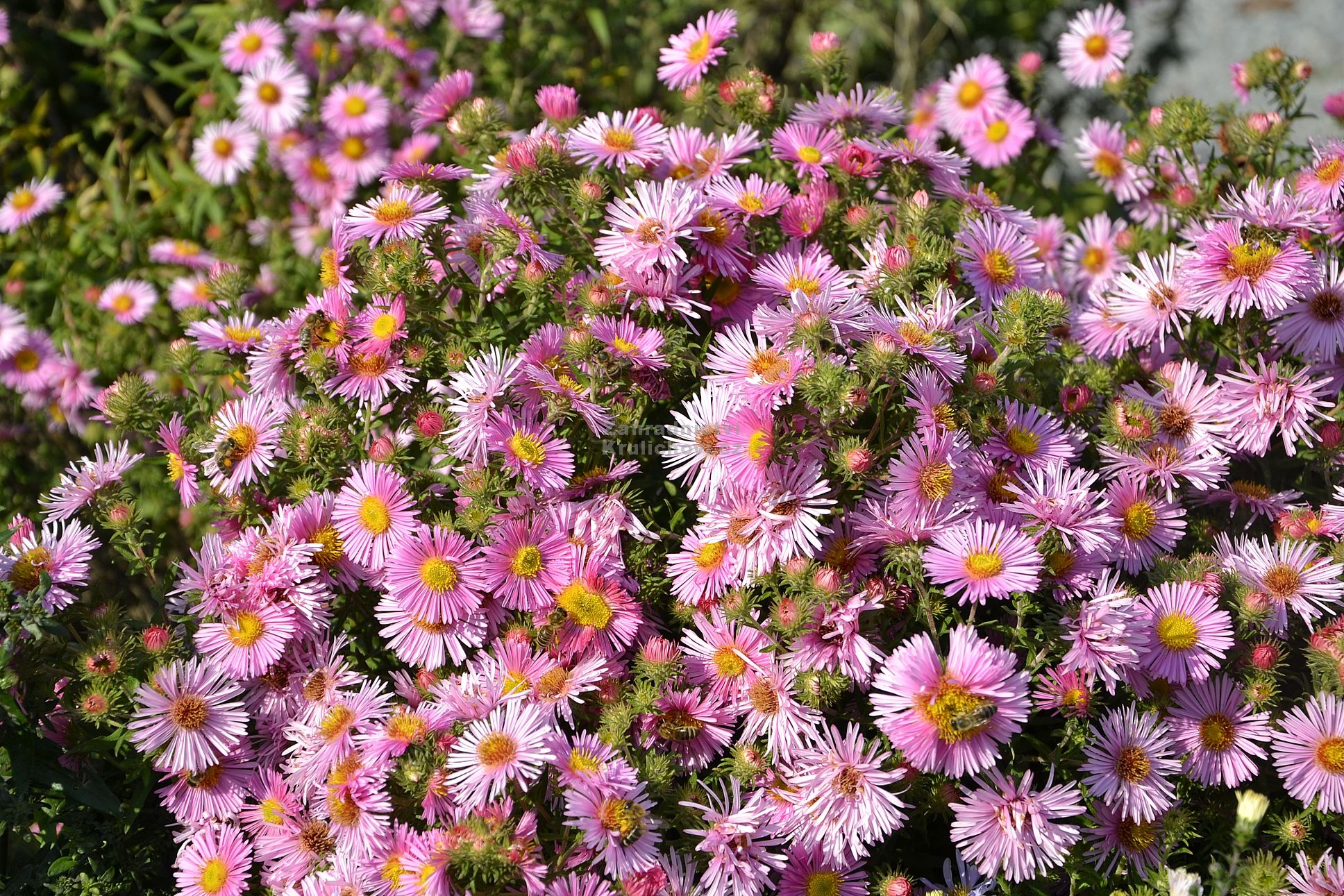 Aster novae - angliae " Harrington´s Pink " - astra, hvězdnice ...