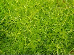Sagina subulata " Lime Moss " - úrazník, irský mech zlatolistý ...