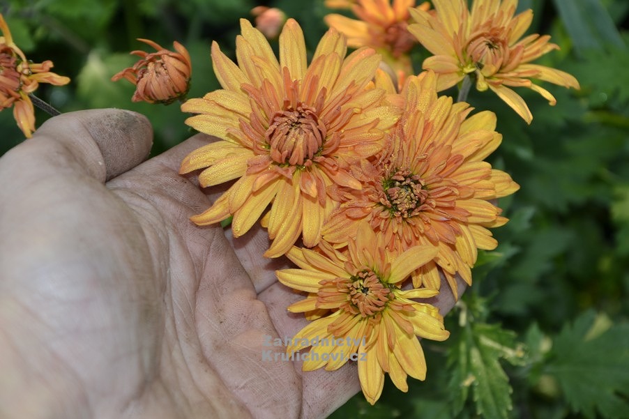 Chrysanthemum ( Dendranthema ) " Mandarine " - chryzantéma, listopadka ...