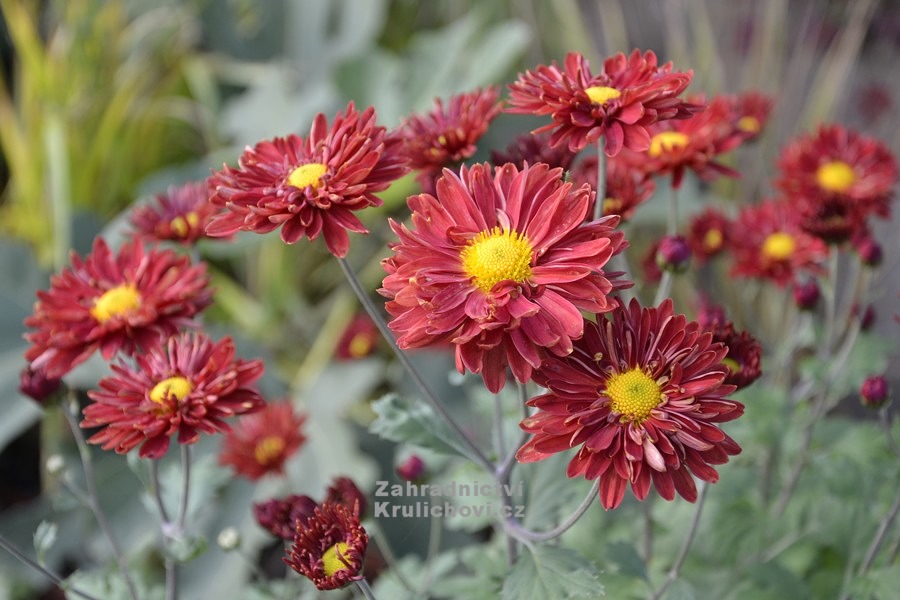 Dendranthema spec. 1 - chryzantéma, listopadka Zahradnictví Krulichovi ...