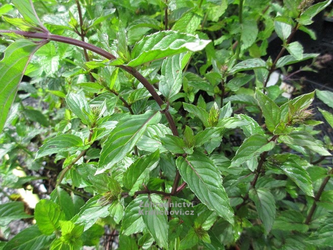 Mentha spicata var. Nigra - máta Zahradnictví Krulichovi - zahradnictví ...