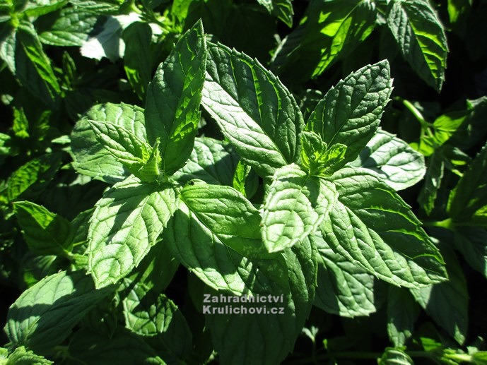 Mentha spicata var. Nana - máta Zahradnictví Krulichovi - zahradnictví ...