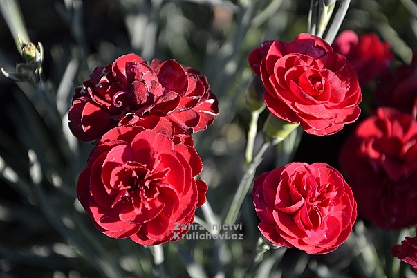 Dianthus " Scent First Passion " ® - karafiát, hvozdík Zahradnictví ...