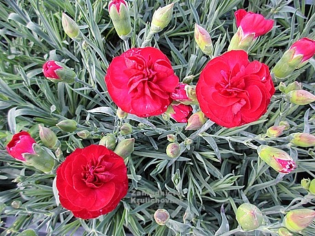 Dianthus " Scent First Passion " ® - karafiát, hvozdík Zahradnictví ...