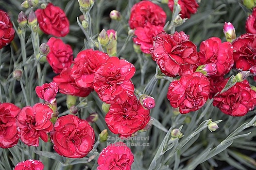 Dianthus " Scent First Passion " ® - karafiát, hvozdík Zahradnictví ...