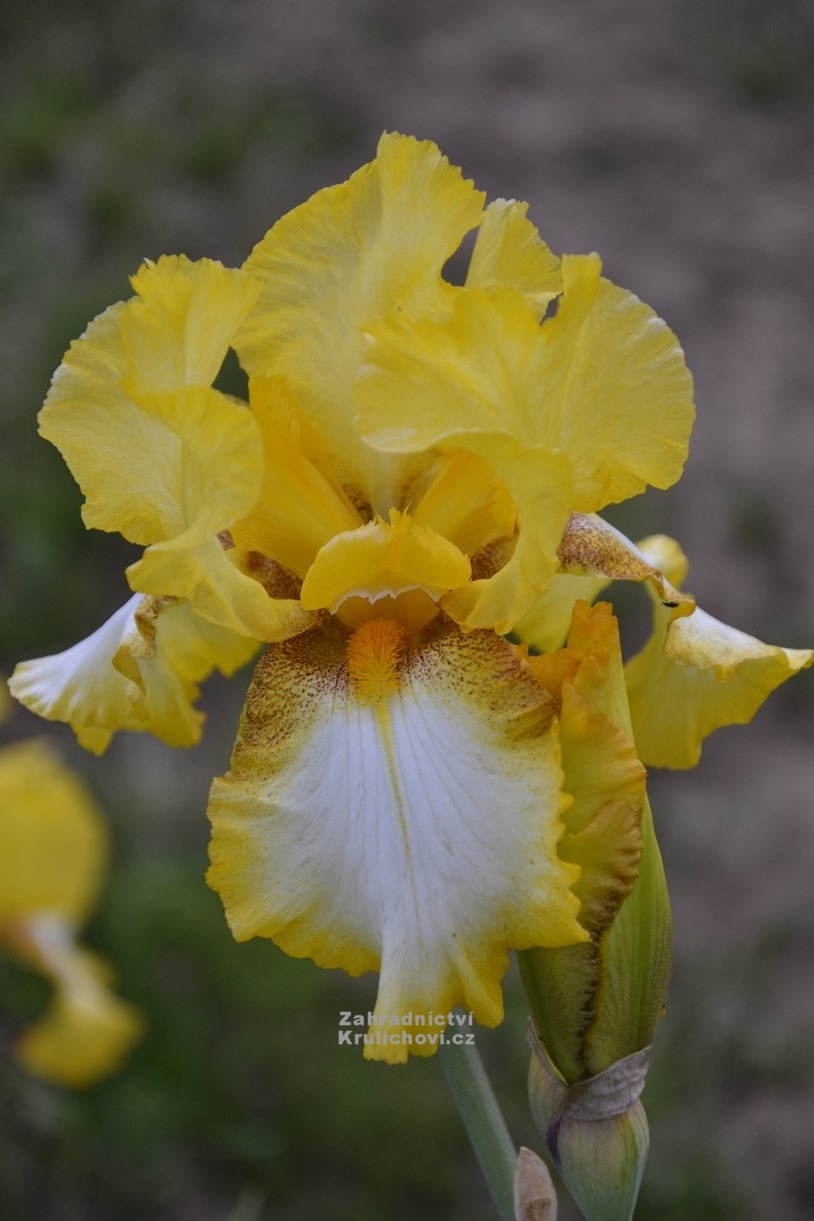 Iris x barbata Elatior " Radiant Apogee " - iris, kosatec Zahradnictví ...
