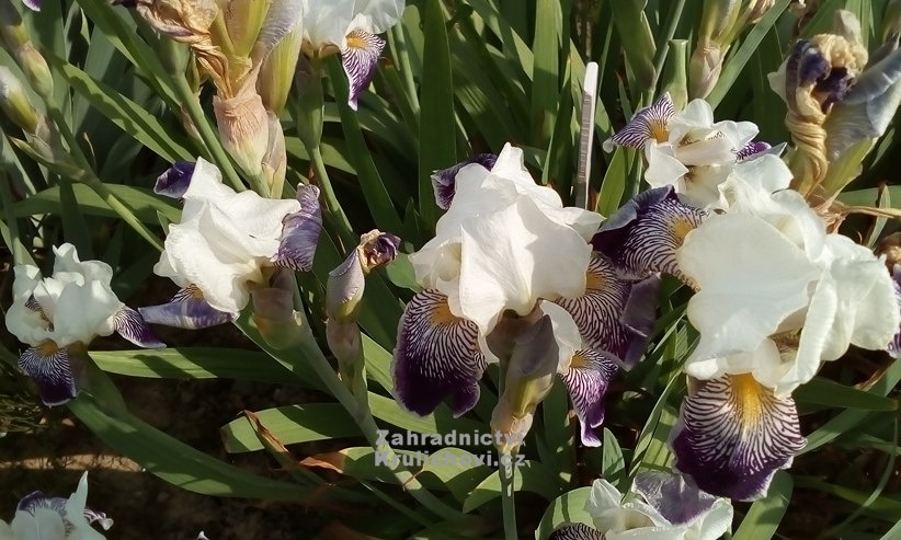 Iris x barbata Elatior " Toeletturm " - iris, kosatec Zahradnictví Krulichovi - zahradnictví ...