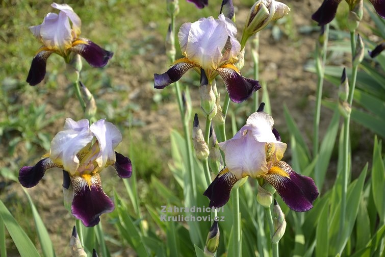Iris x barbata Elatior " Ambassadeur " - iris, kosatec Zahradnictví Krulichovi - zahradnictví ...