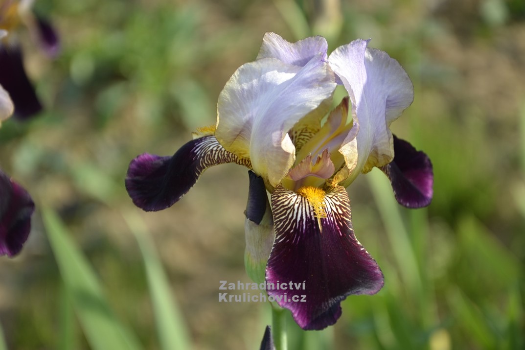 Iris x barbata Elatior " Ambassadeur " - iris, kosatec Zahradnictví Krulichovi - zahradnictví ...
