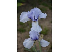 Iris x barbata Elatior " Dusky Dancer " - iris, kosatec Zahradnictví ...