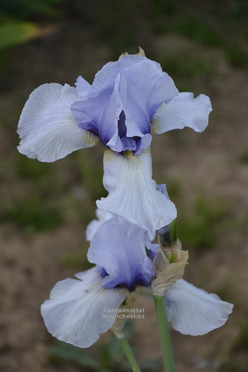 Iris x barbata Elatior " Dusky Dancer " - iris, kosatec Zahradnictví ...