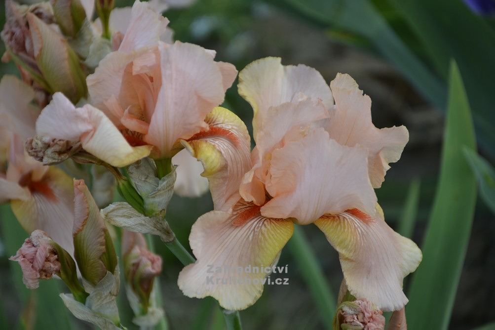 Iris x barbata Elatior " June Bride " - iris, kosatec Zahradnictví ...