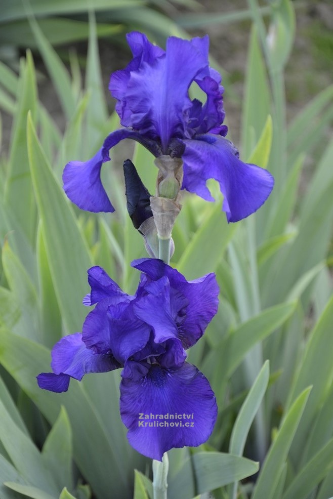 Iris x barbata Elatior " Majestoso " - iris, kosatec Zahradnictví Krulichovi - zahradnictví ...