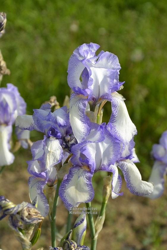 Iris x barbata Elatior " Mme Chereau " - iris, kosatec Zahradnictví Krulichovi - zahradnictví ...