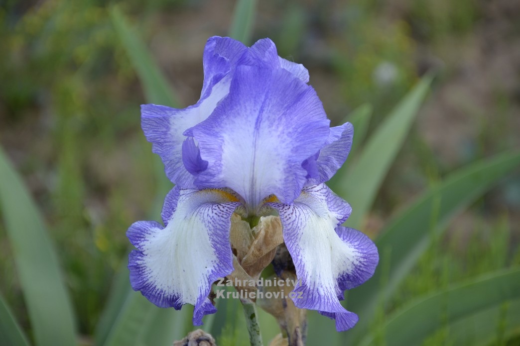 Iris x barbata Elatior " Rococo " - iris, kosatec Zahradnictví ...