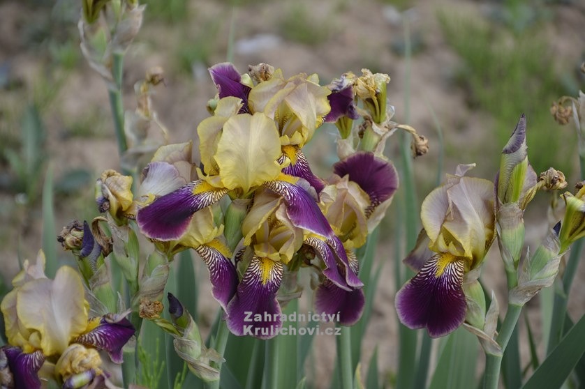 Iris x barbata Elatior " Sudan " - iris, kosatec Zahradnictví ...