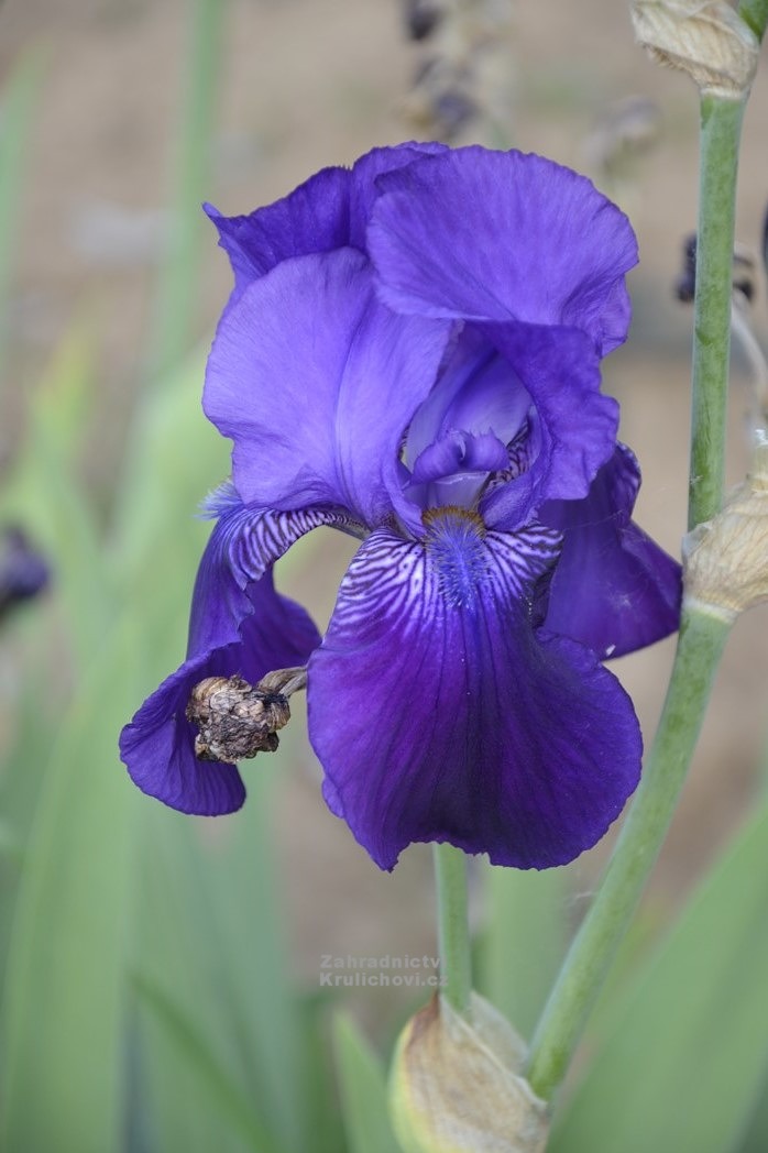 Iris x barbata Elatior " Elsie May " - iris, kosatec Zahradnictví ...